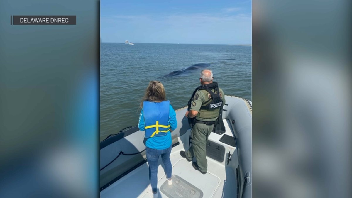 Fin Whale Stranded on Sandbar Off Cape Henlopen State Park in Lewes ...