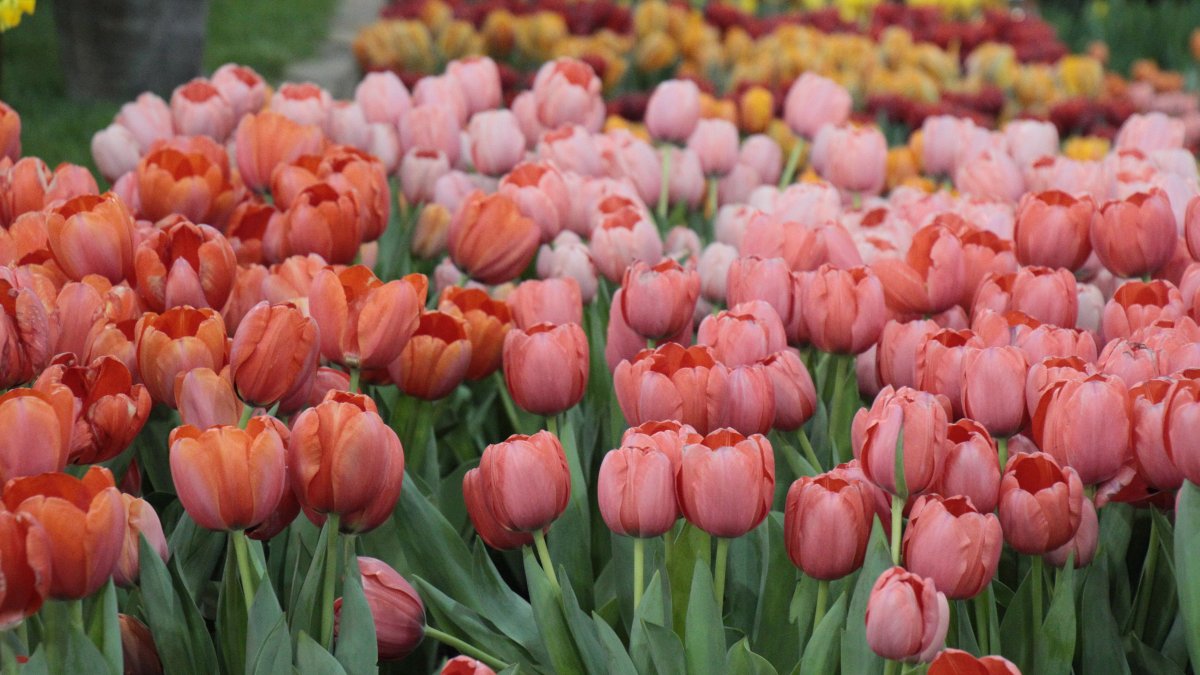 Your guide to 2024 Philadelphia Flower Show: How to get tickets – NBC10 ...