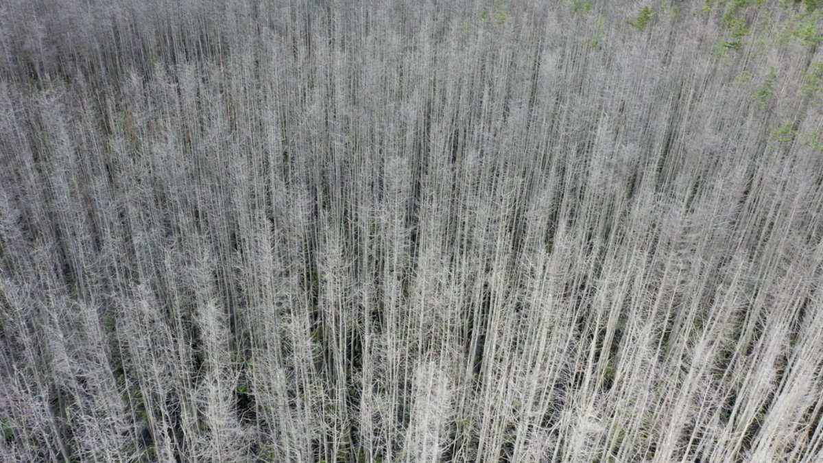 How climate change haunts the planet – NBC10 Philadelphia