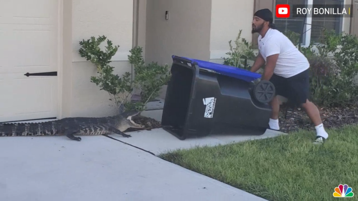 Philadelphia Native Catches Alligator With Trash Bin in Florida – NBC10 ...