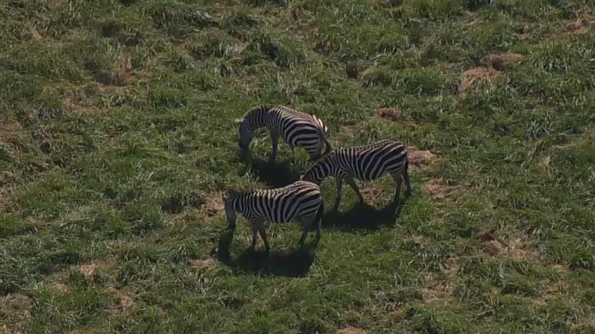 Zebras Spotted in Prince George’s County – NBC10 Philadelphia