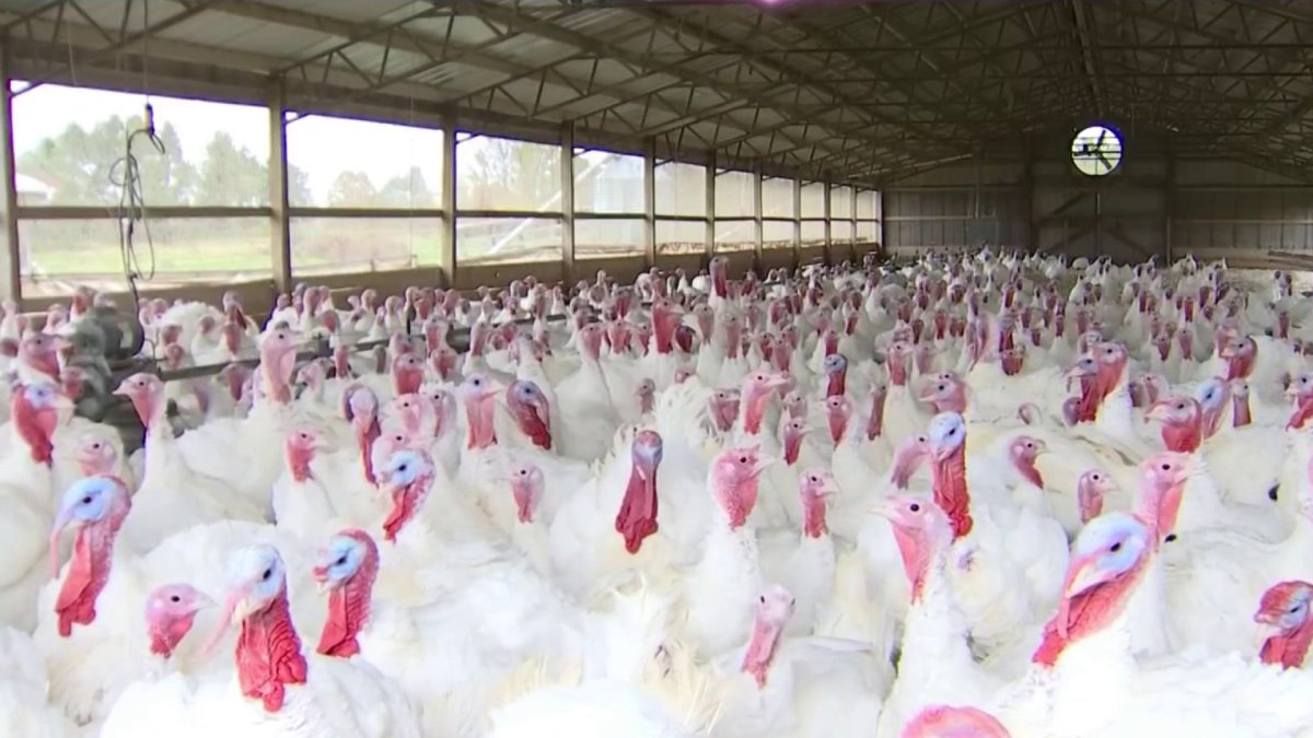 With Turkey Business Booming, Bucks County Farm Preps for Thanksgiving ...