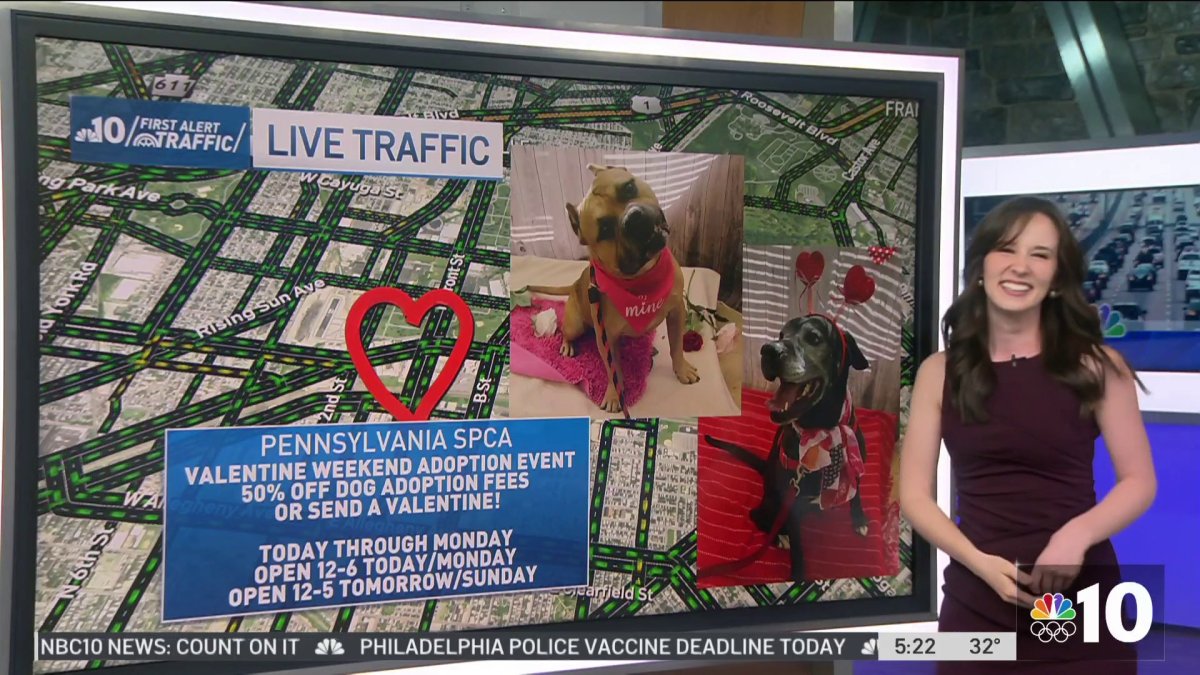 Sheila Watko’s Furry Traffic Helpers Are Looking for Loving Homes ...