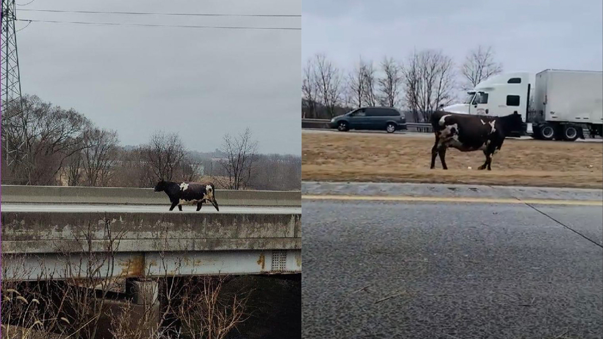Cows on the Loose Temporarily Close I-81 in Pennsylvania – NBC10 ...