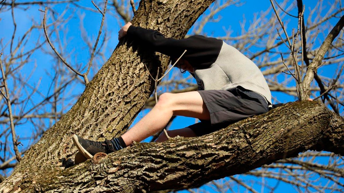Indiana Teen Gets Stuck in Tree After Climbing Up to Save a Cat – NBC10 ...