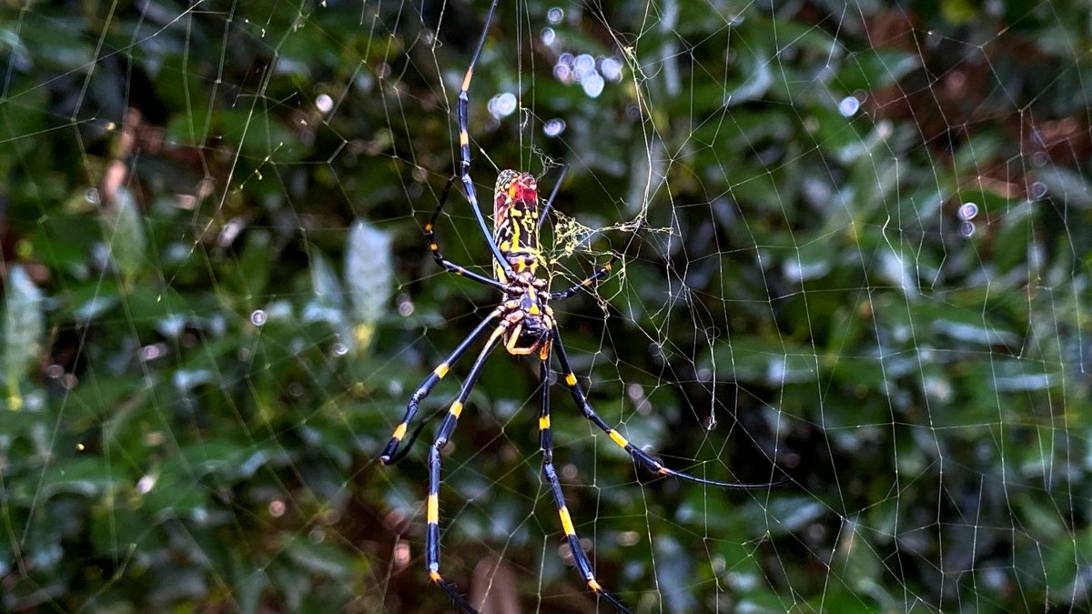Huge Invasive Spider Native to Asia Could Spread to Much of East Coast ...