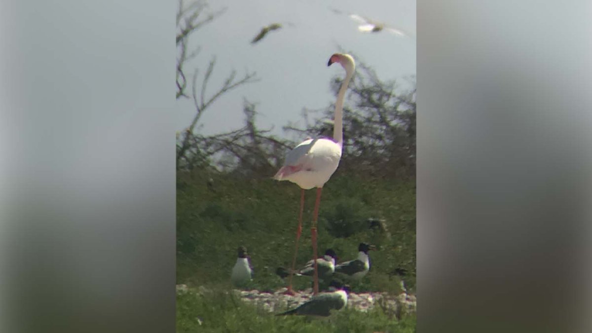 Watch: Flamingo That Escaped Kansas Zoo 17 Years Ago Spotted on Texas ...