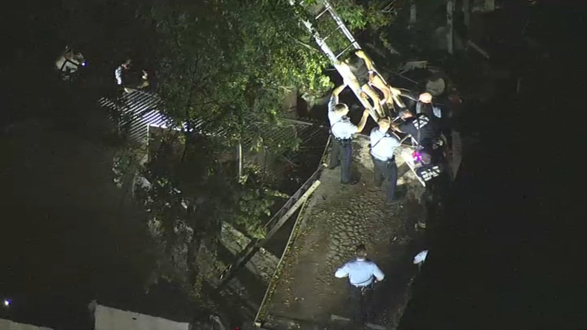 Man Rescued From Tree After Fleeing Philadelphia Police, Officials Say ...