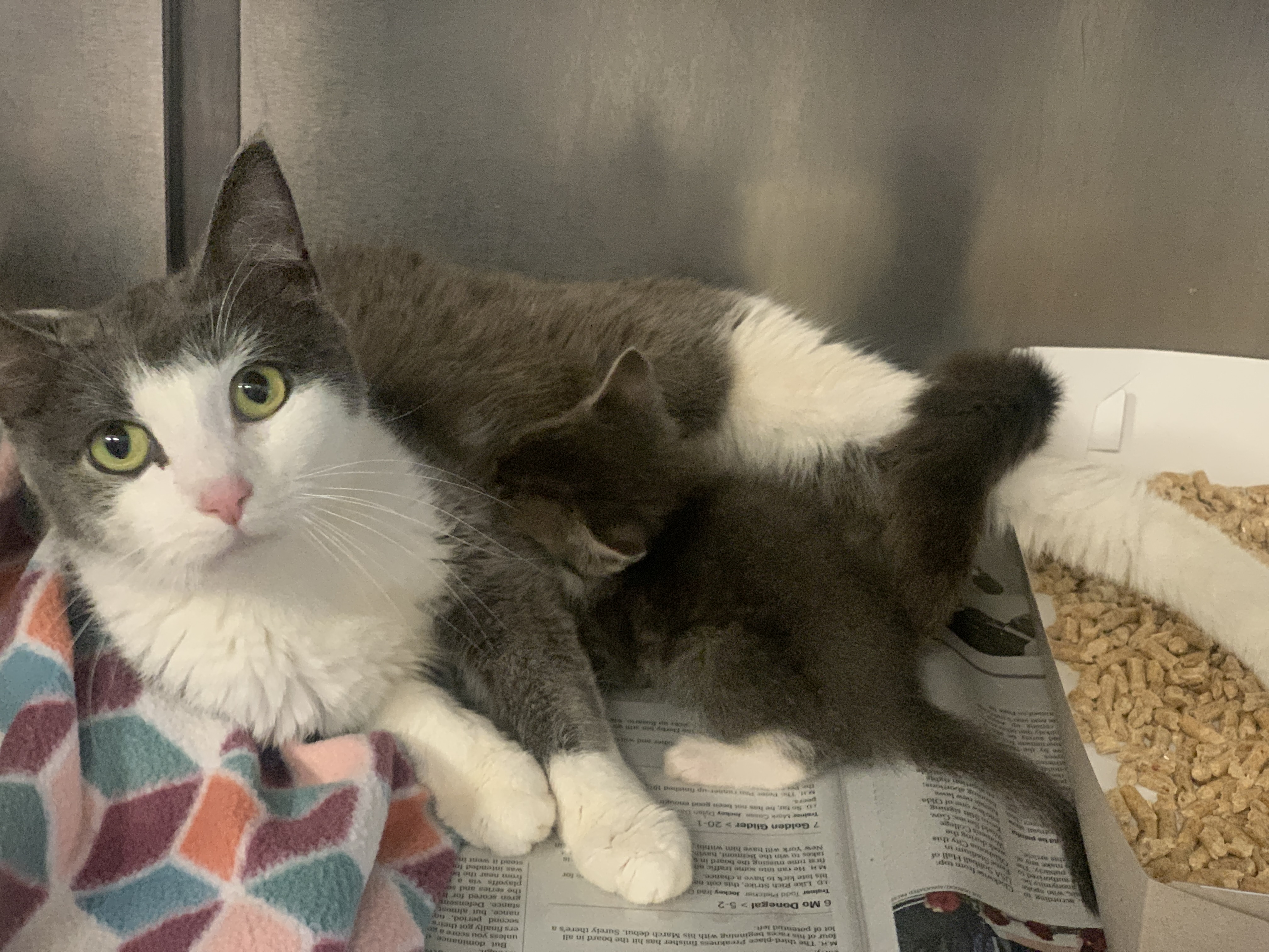 PSPCA Rescues 100 Animals From Property After ‘Living in Filth’ – NBC10 ...