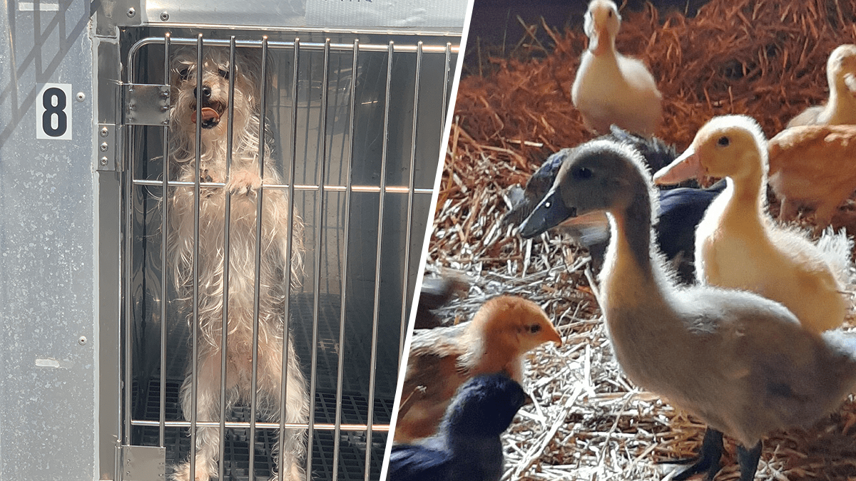 Pennsylvania SPCA Rescues 100 Animals From Lancaster County Farm ...