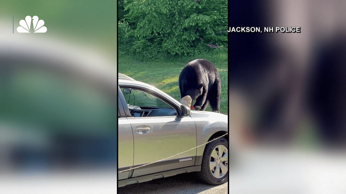 Watch: Bear Eats Fast Food Leftovers on Hood of Car – NBC10 Philadelphia