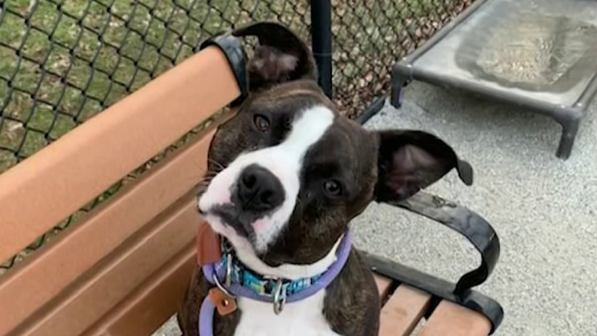 PA SPCA Hopes Large Adoption Event Helps Finds Pets Home – NBC10 ...