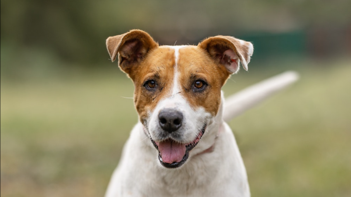 What’s causing severe respiratory illnesses in dogs? – NBC10 Philadelphia