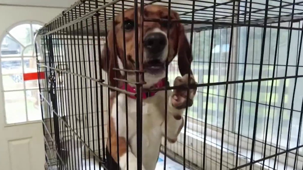 These Beagle Pups Are in Need of Forever Homes – NBC10 Philadelphia