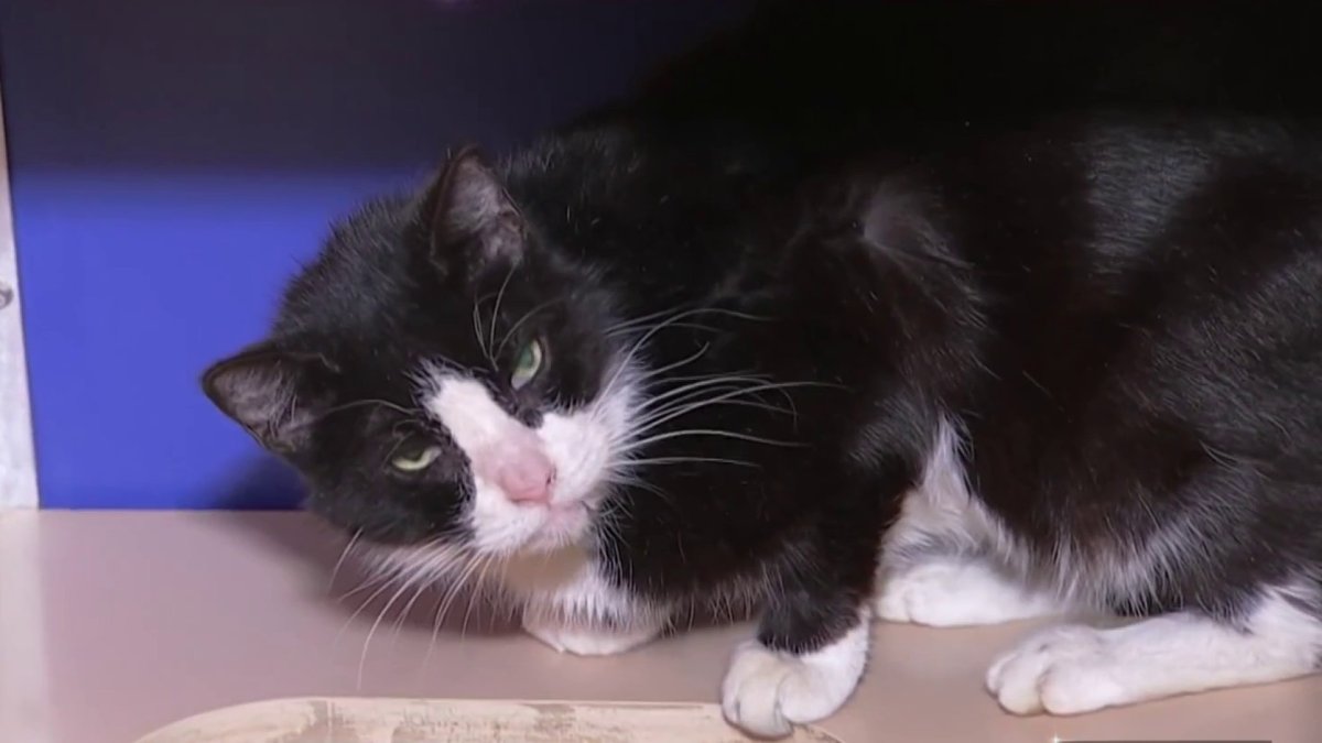 You Can Adopt These Adorable Senior Cats – NBC10 Philadelphia
