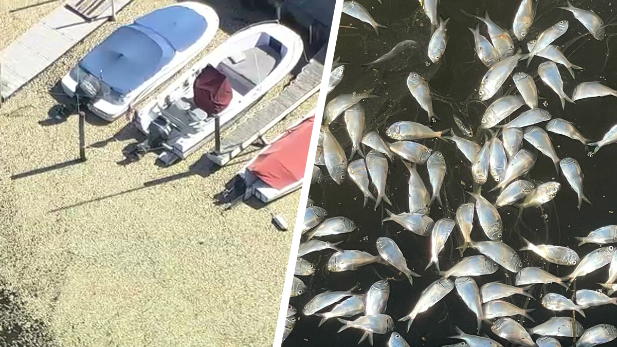 Stinky Situation: Massive Amount of Dead Fish Rotting in Harvey Cedars ...