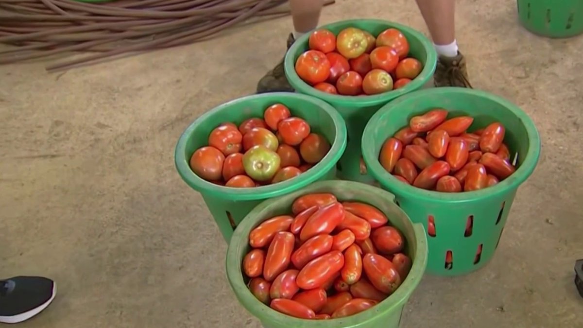 Rowan Univ. President Starts Farming to Help Fight Food Insecurity ...