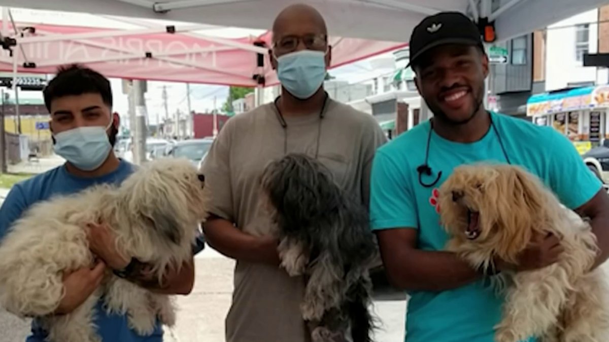 Philly Animal Refuge Hosting Free Vaccine Clinic Saturday – NBC10 ...