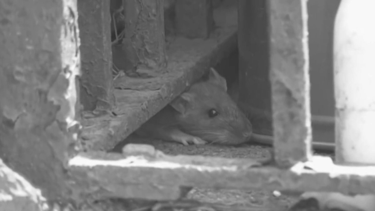 Rats Invade Neighborhood in Mayfair – NBC10 Philadelphia