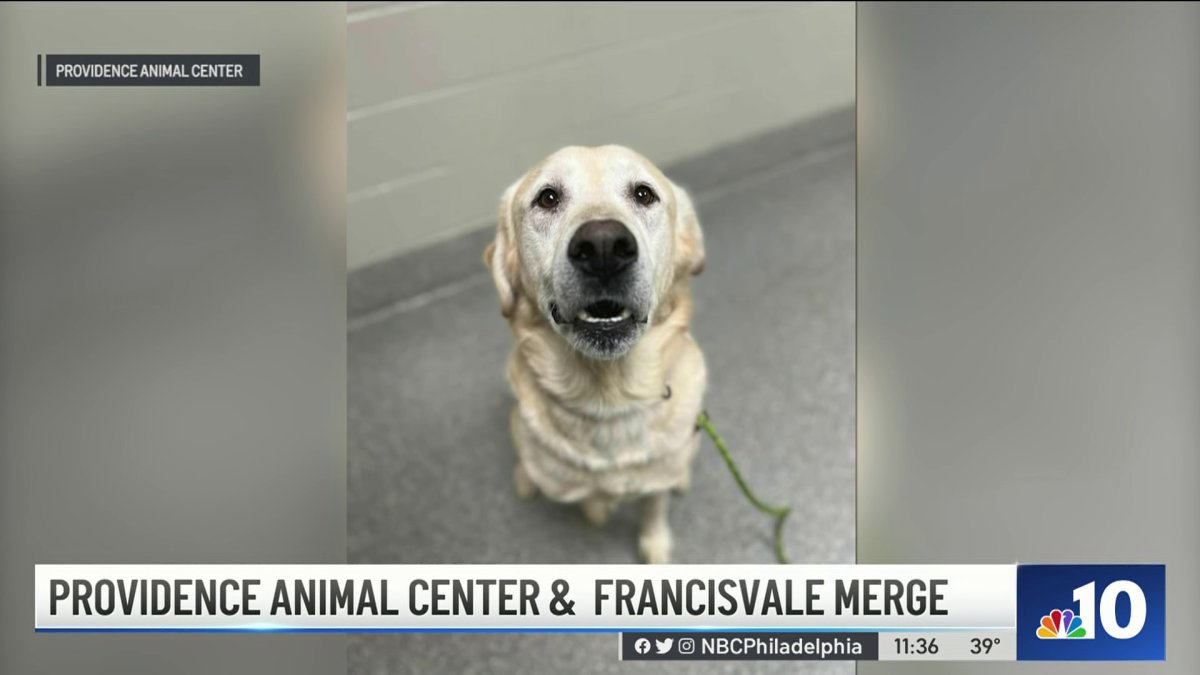 2 Delaware County Animal Shelters to Merge, Share Resources – NBC10 ...
