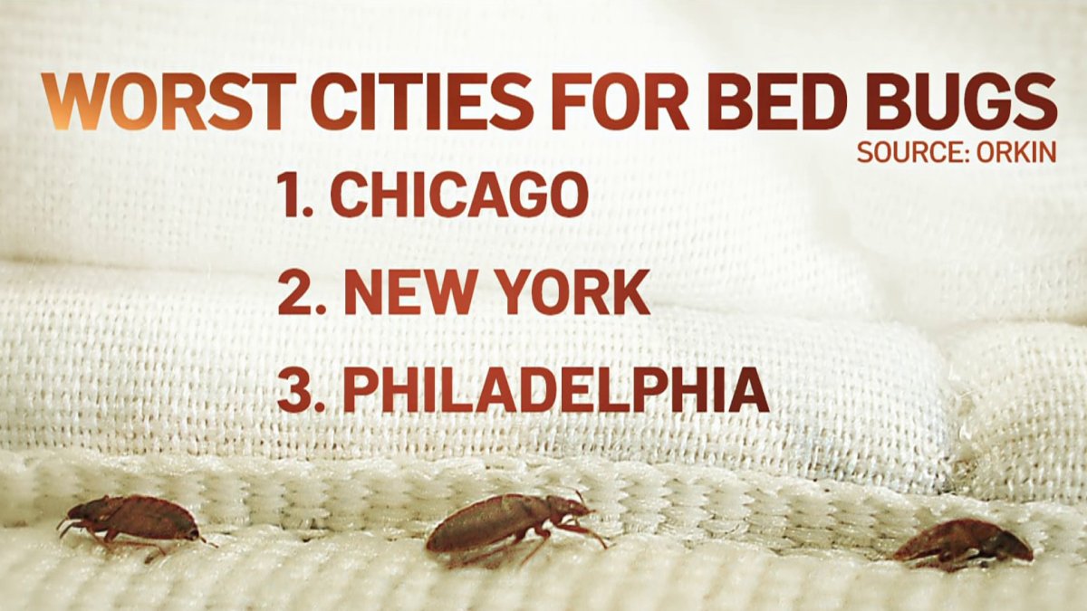 Philadelphia Ranked in Top 3 U.S. Cities for Bed Bugs – NBC10 Philadelphia