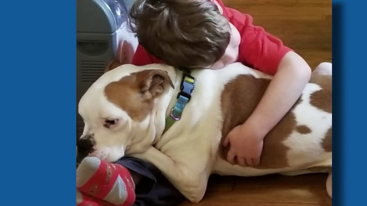 Meet Spock: A Successful Animal Adoption Story – NBC10 Philadelphia