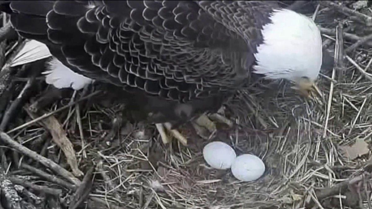 Bald Eagle Population Rising in New Jersey – NBC10 Philadelphia