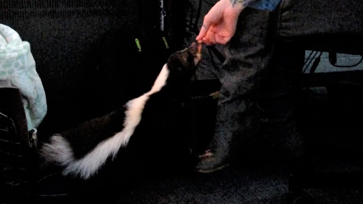 Meet Nugget The Skunk, An Indiana Dispatch Center’s Emotional Support ...
