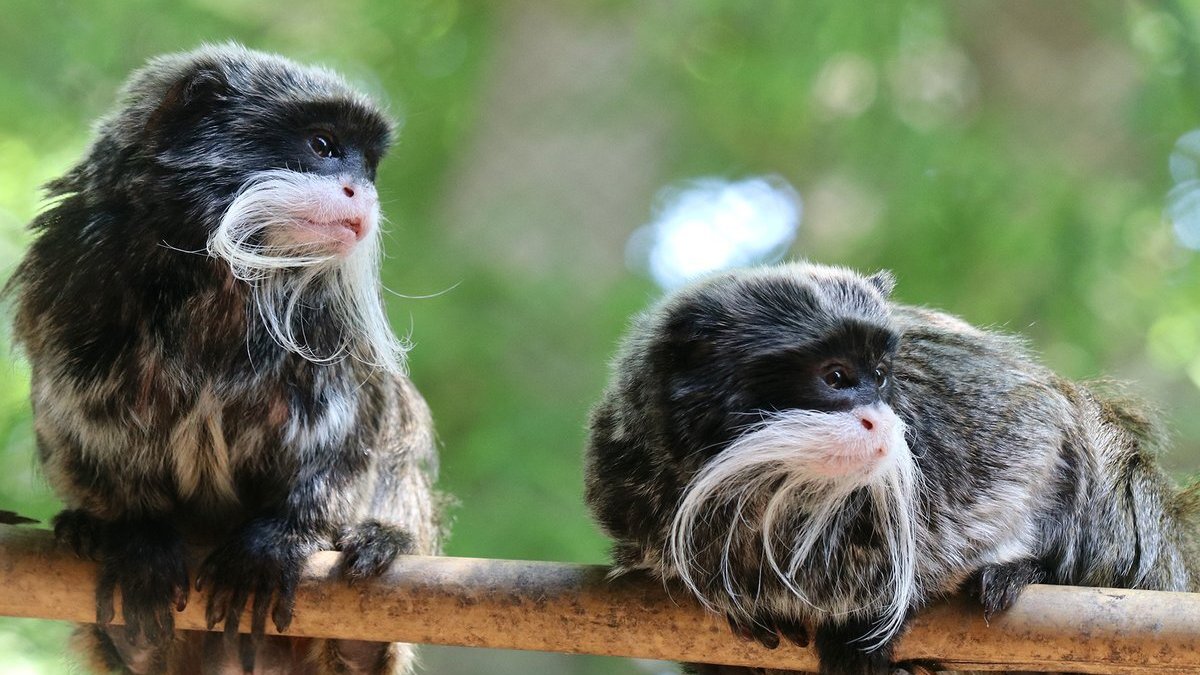 2 Missing Dallas Zoo Monkeys Found in North Texas – NBC10 Philadelphia
