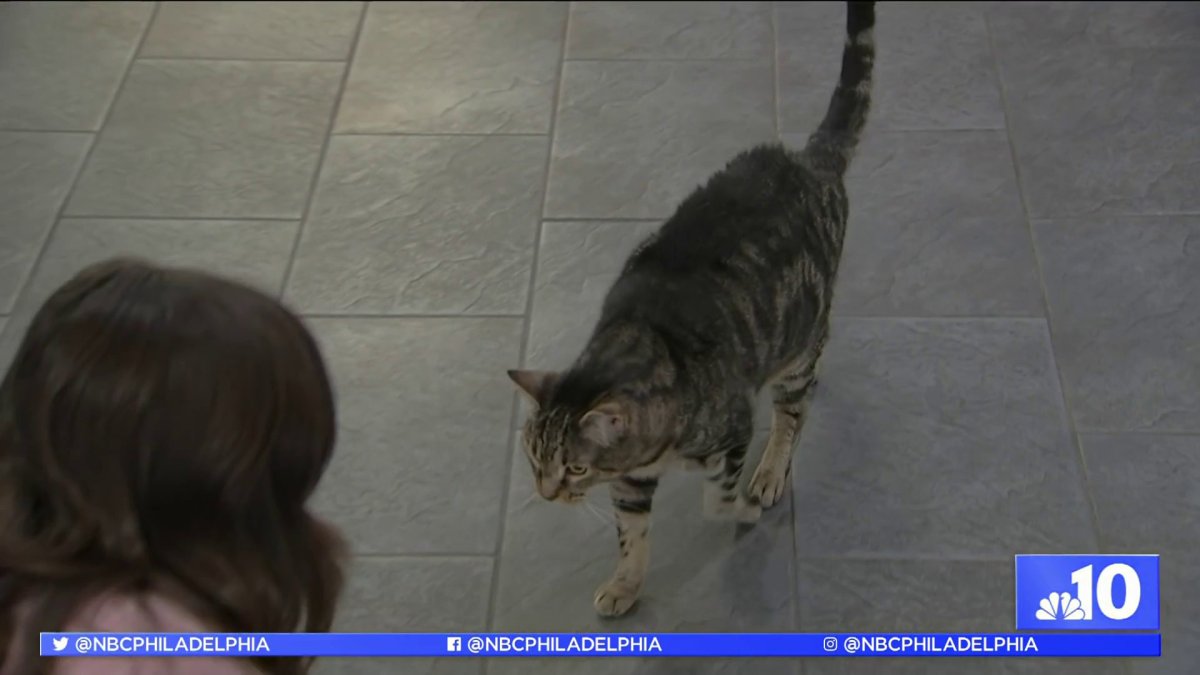 This Philly Animal Rescue Is ‘PAWSitively Good’ – NBC10 Philadelphia
