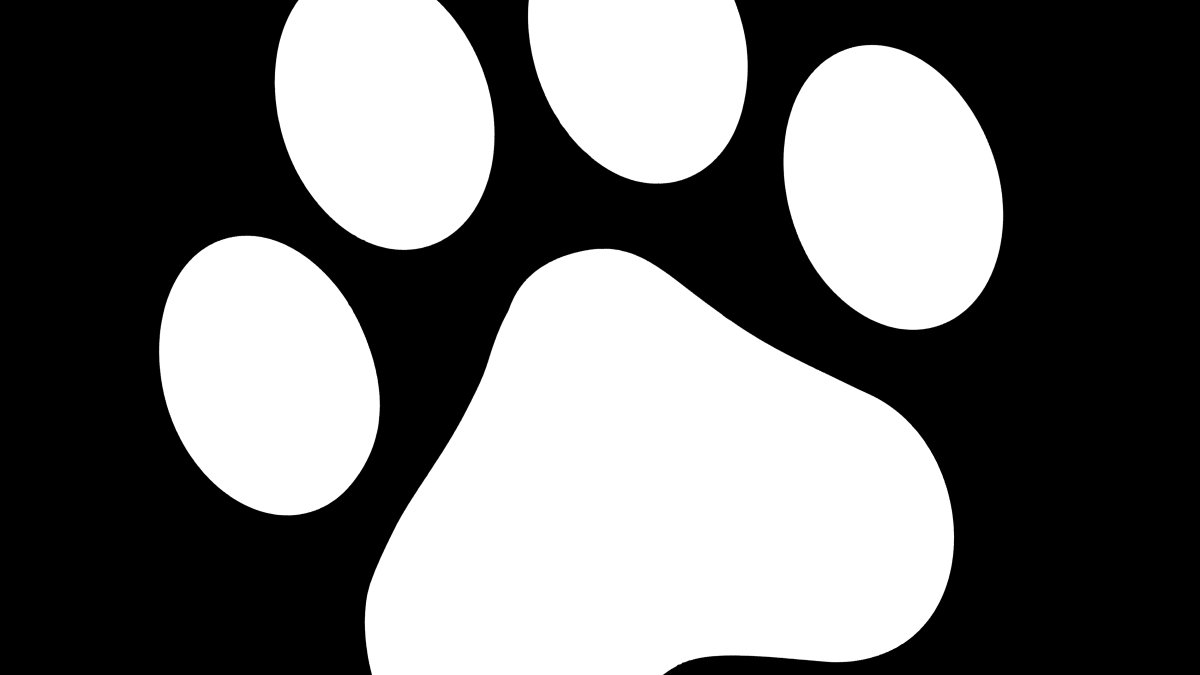 Ralphie the ‘Demon’ Dog Adopted, Finds New Home – NBC10 Philadelphia