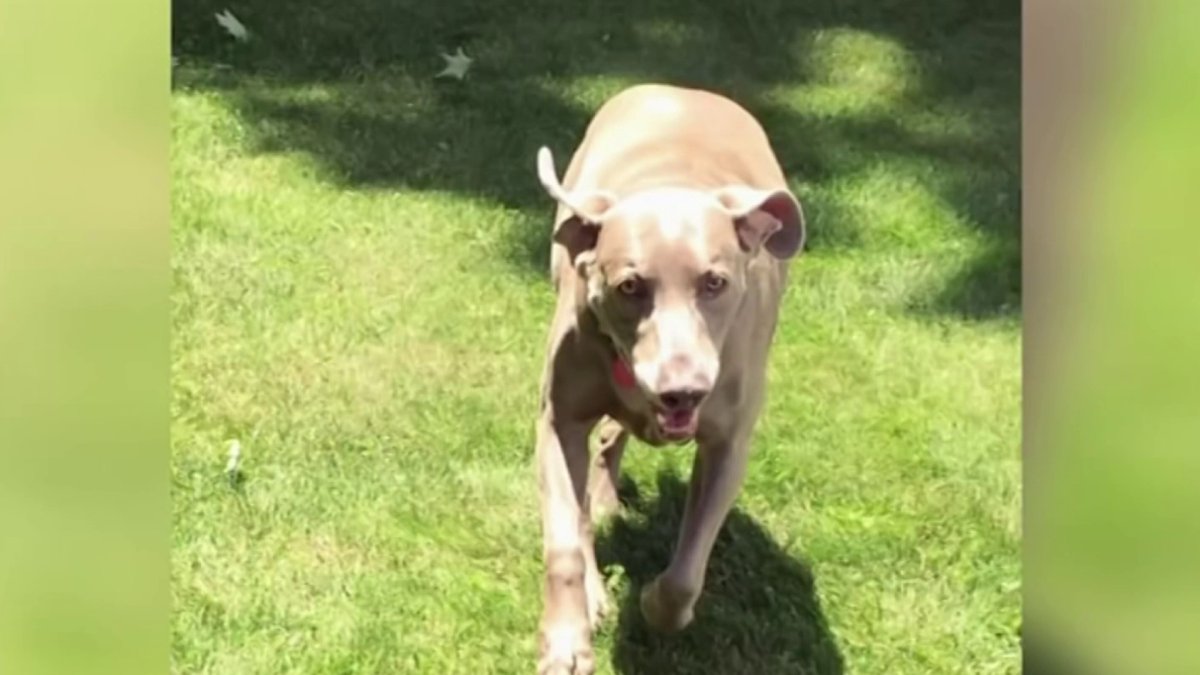 Amazon Delivery Driver Struck and Killed Dog on Maryland Couple’s ...