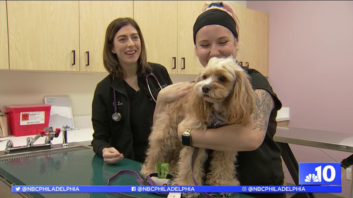 This South Philly Vet Believes in Empowerment, Transparency in ...