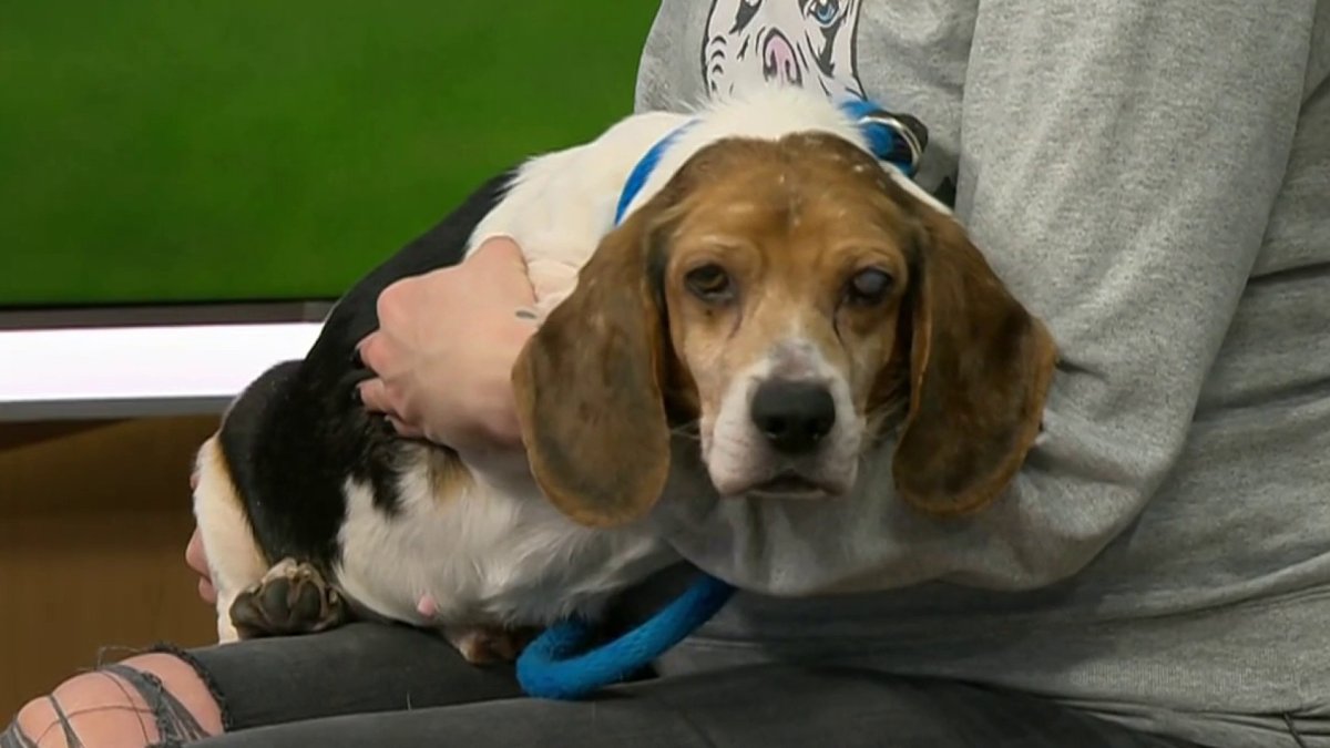 Clear the Shelters: Meet Daniel the Beagle – NBC10 Philadelphia