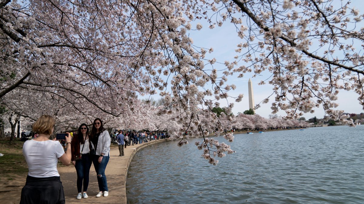 Cherry Blossom Season Is Here. See Why Trees Are Blooming Earlier ...