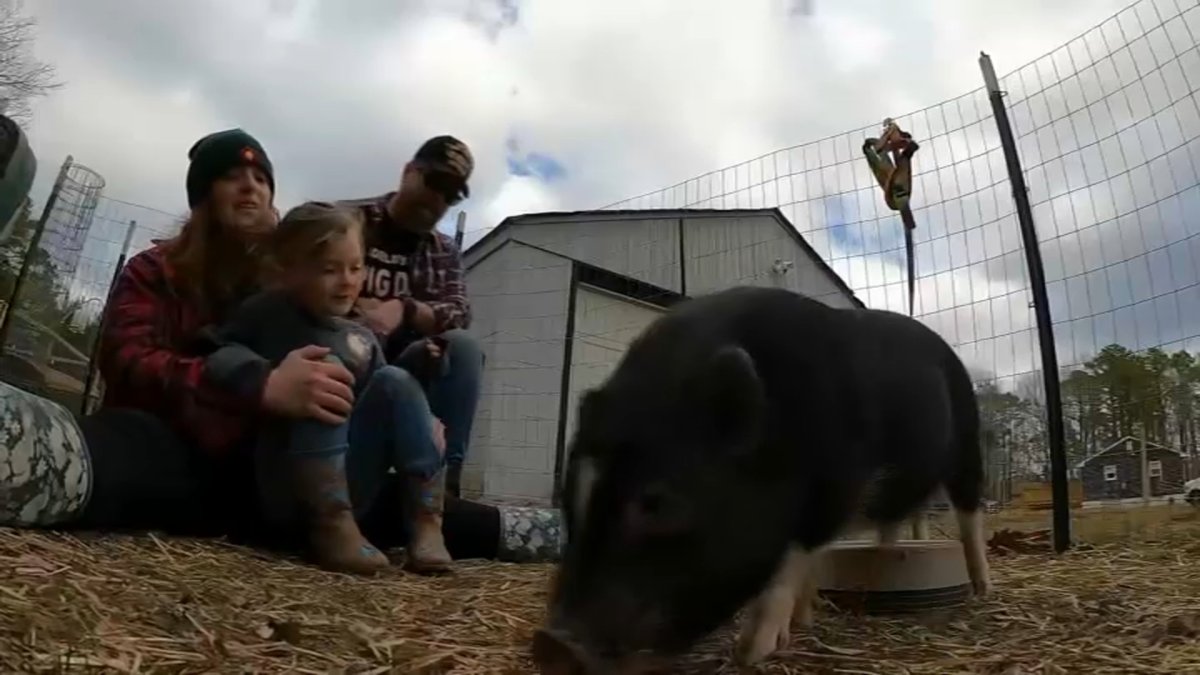 NJ Couple Battles Egg Harbor Township to Keep Rescued Pet Pigs – NBC10 ...