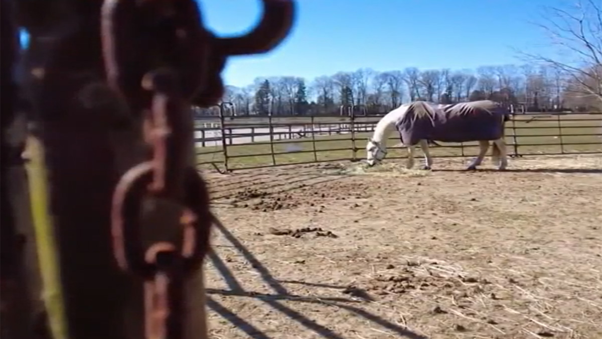 Delaware Horse Farm Struggles to Fight Deadly Equine Virus – NBC10 Philadelphia