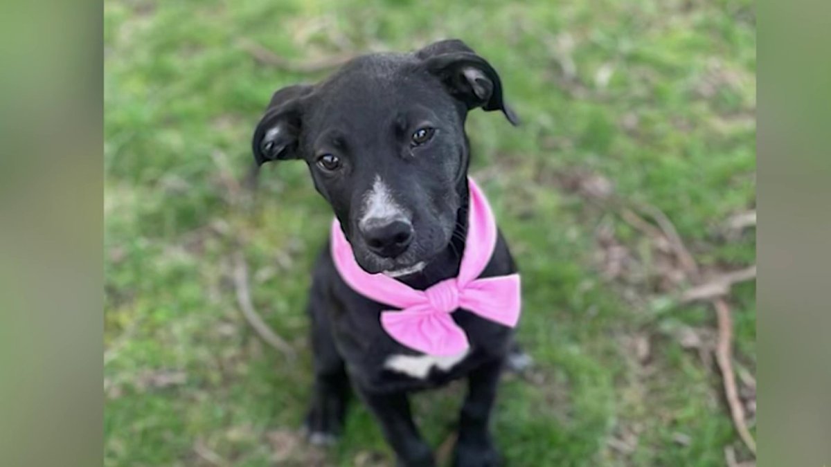 Clear the Shelters: Consider Fostering With Philly Bully Team – NBC10 ...