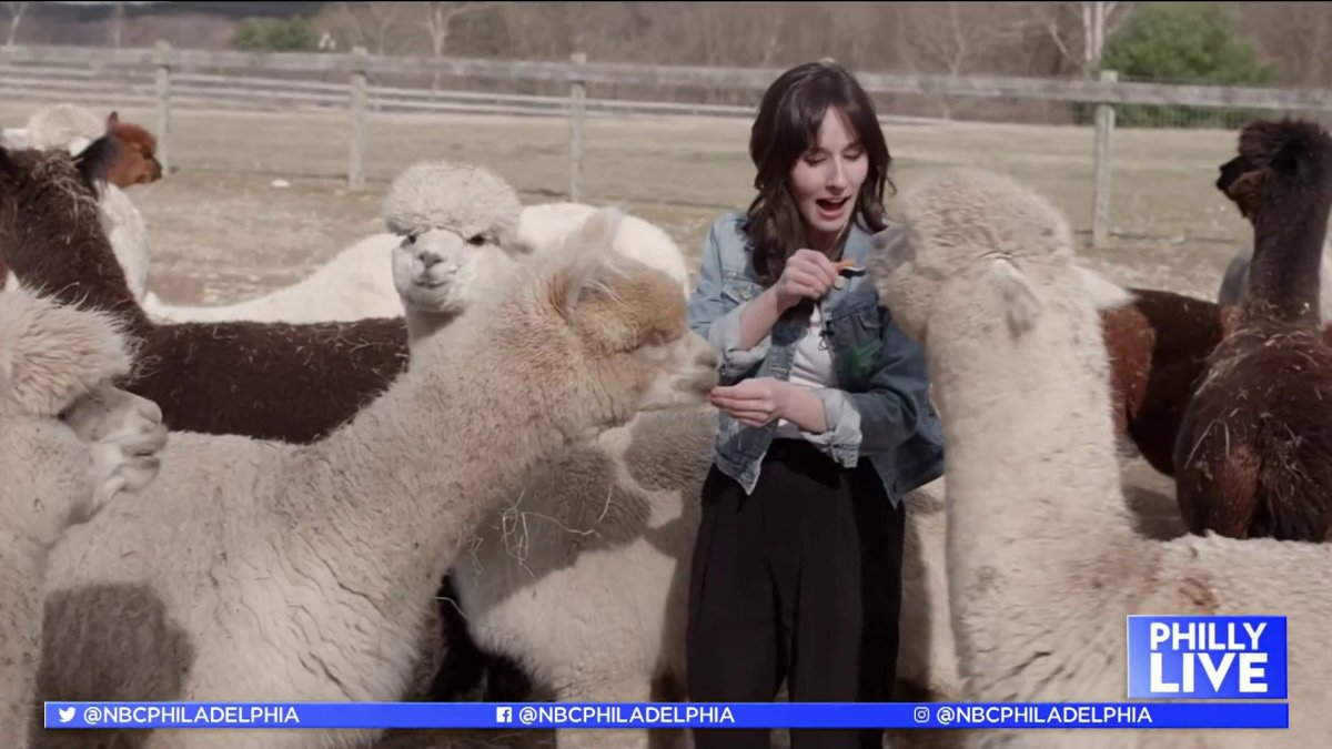 From Alpacas to Finding Zen: Taking a Solo Tour in the Poconos – NBC10 ...