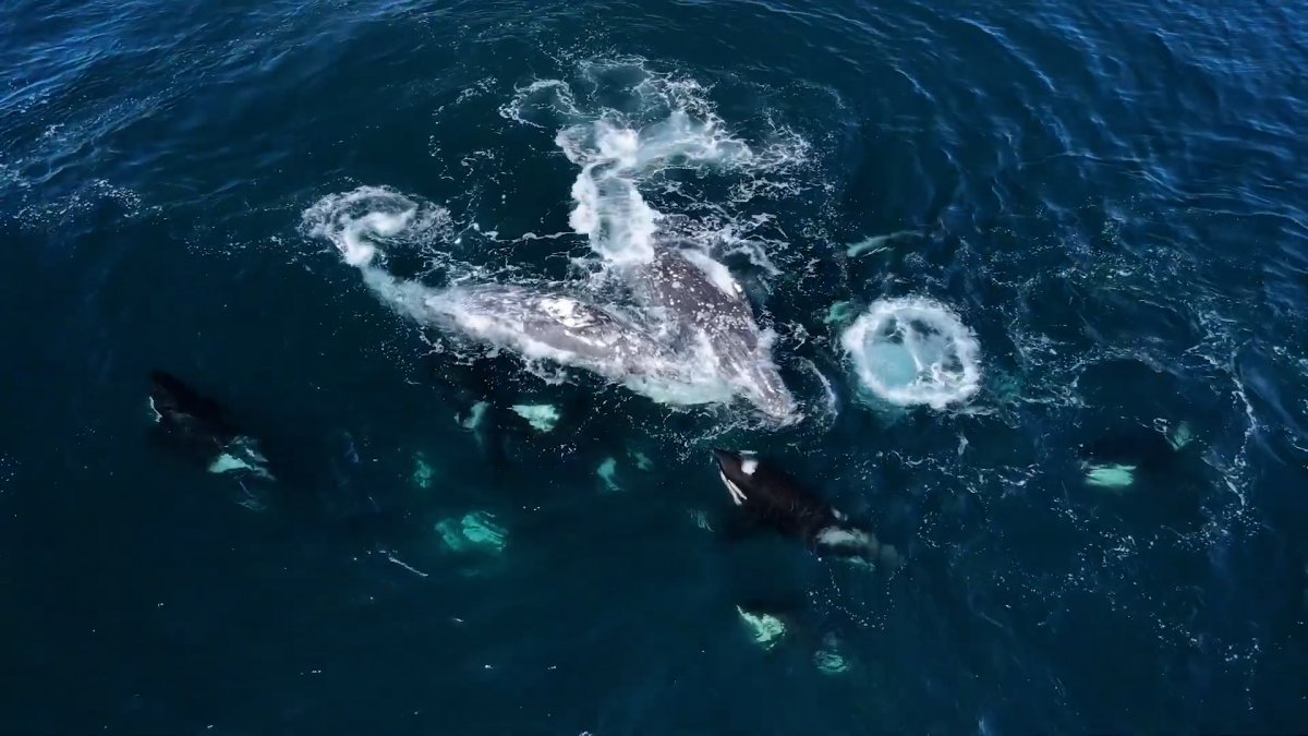 Drone Footage Shows Orcas in Rare Attack on Gray Whales – NBC10 ... Drone Footage Shows Orcas in Rare Attack on Gray Whales – NBC10 ...
