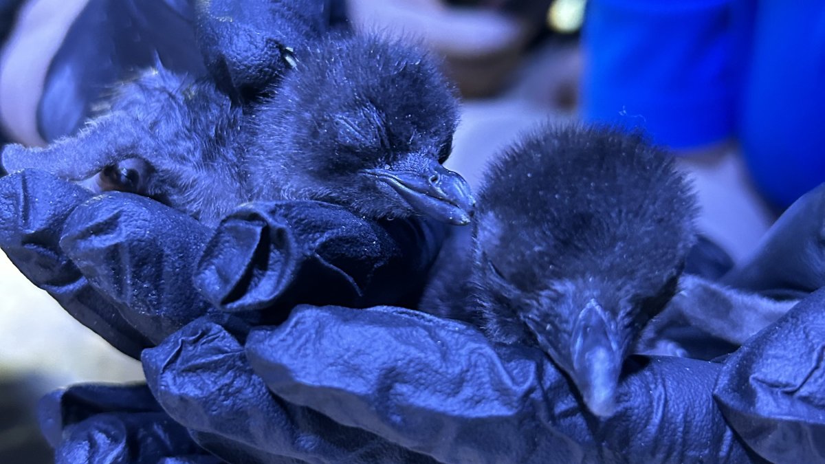 NJ: nacen dos nuevos pingüinos en el Adventure Aquarium en feriados no ...