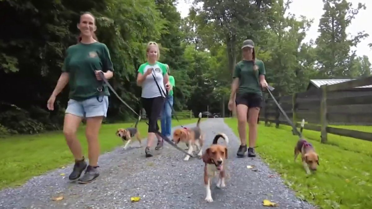 Rescued Beagles Reunite to Save Other Animals – NBC10 Philadelphia