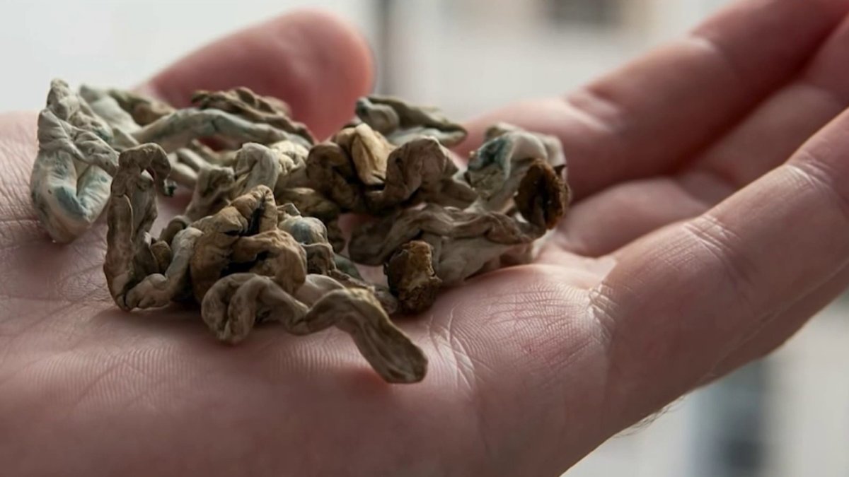 The Push To Be Able To Prescribe Magic Mushrooms To Treat Vets Ptsd