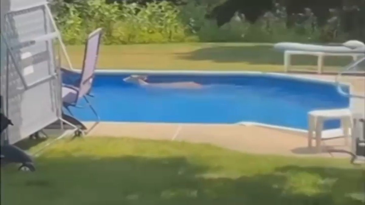 Video: Deer breaks into NJ home and goes for a swim in backyard pool ...