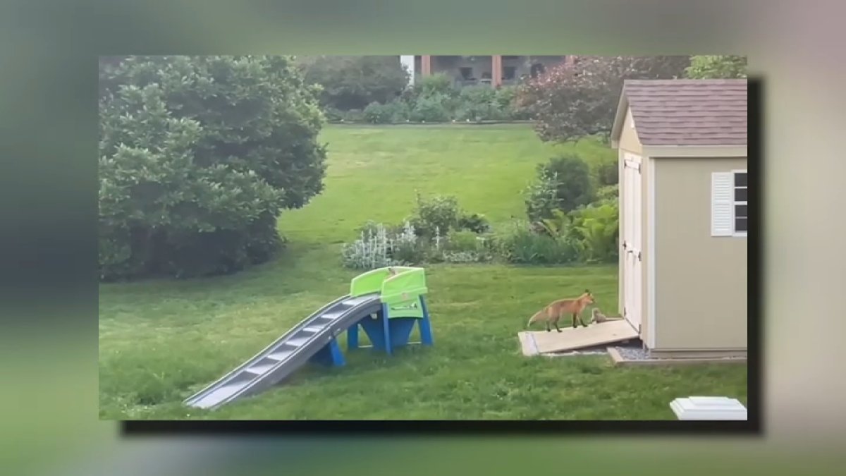 Residents in Delaware County, Pennsylvania, bond over fox thieves in ...