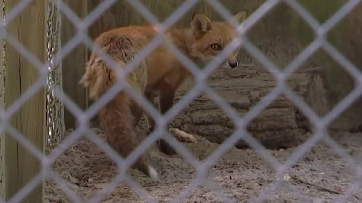 NJ refuge needs new enclosure for its fox and you can help – NBC10 ...