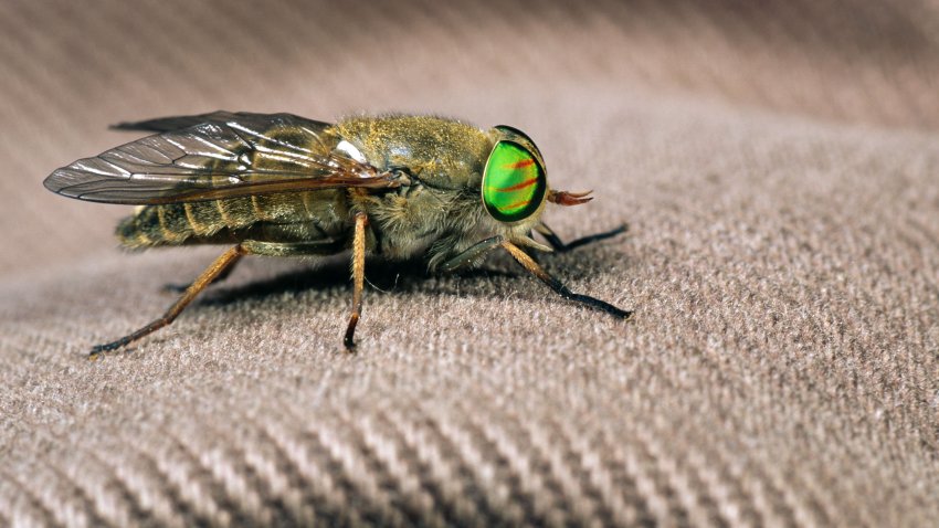 Pesky greenhead flies an issue at NJ and Delaware beaches. What ...