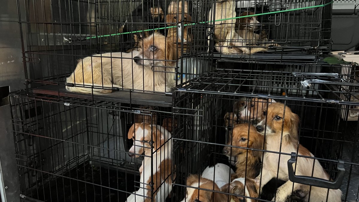PSPCA rescues about 170 dogs from Poconos. You can adopt the pets ...