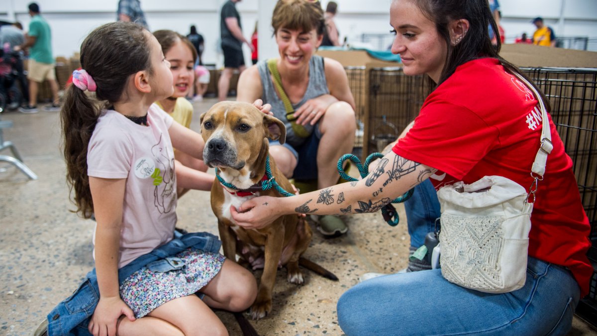 1469 pets adopted at Brandywine Valley SPCA’s mega adoption event – NBC10 Philadelphia