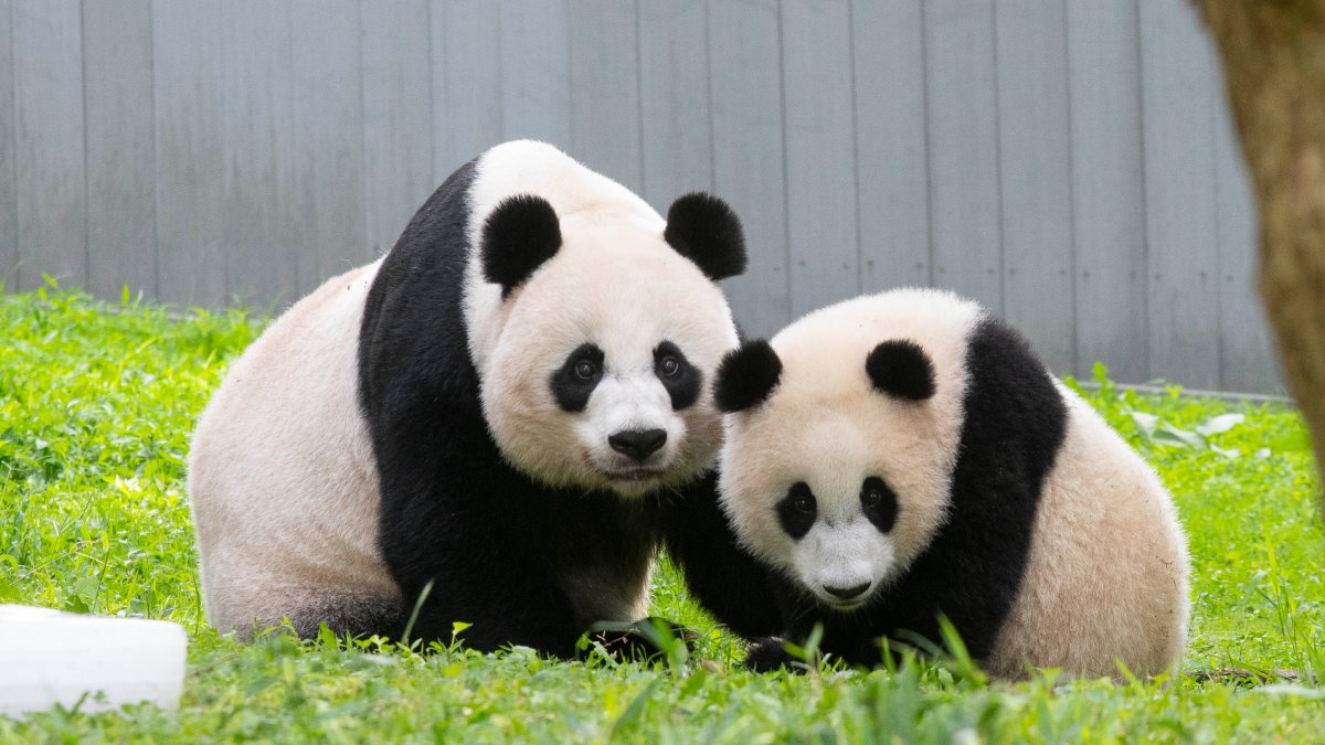 Why are the pandas at the National Zoo going back to China? – NBC10 ...